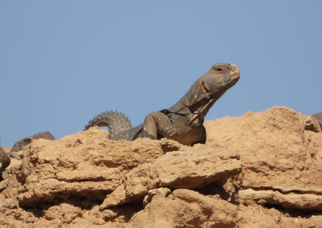 Your ecological constraint mapping guide - Staterra